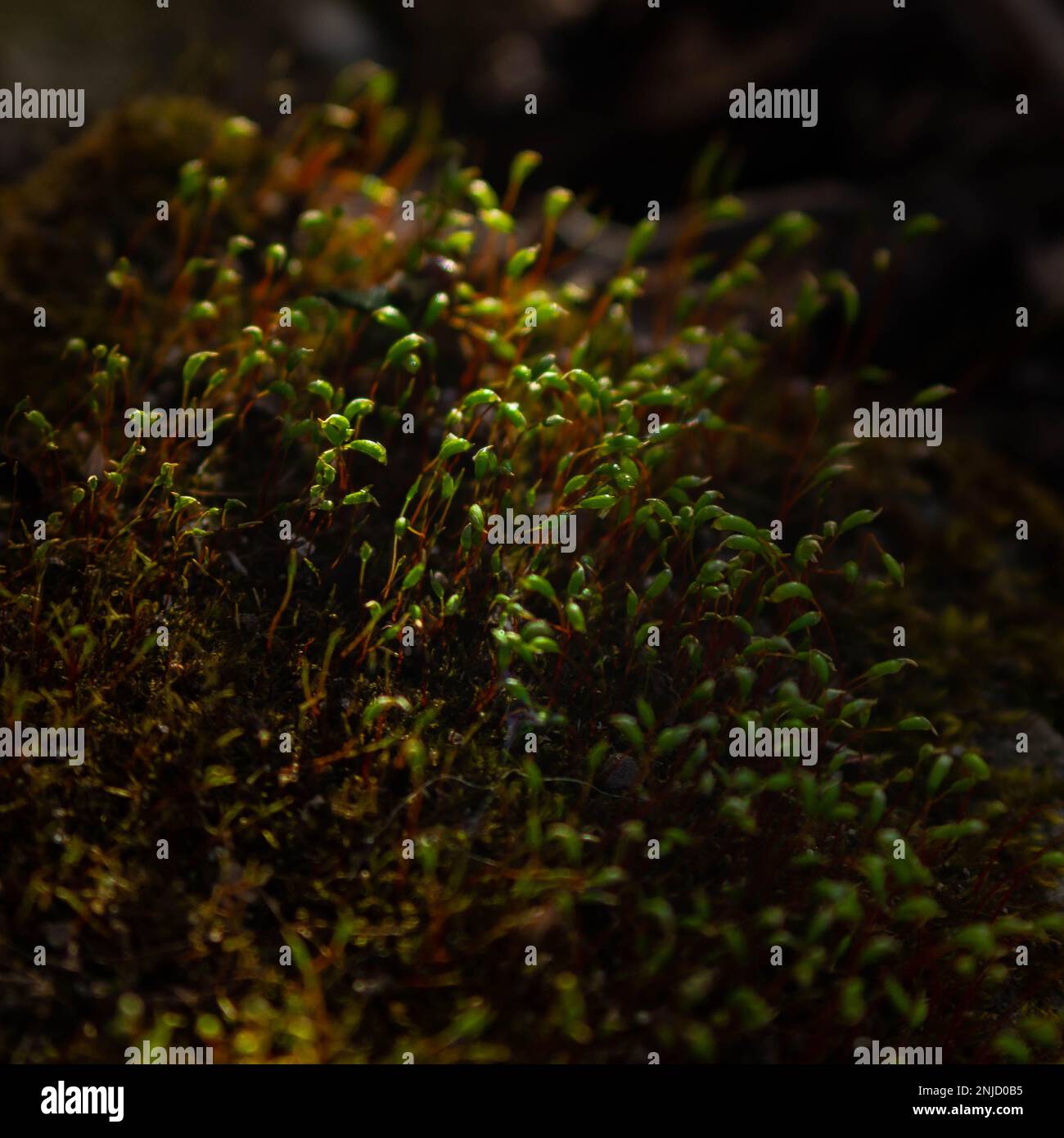 Moss pictures hi-res stock photography and images - Alamy