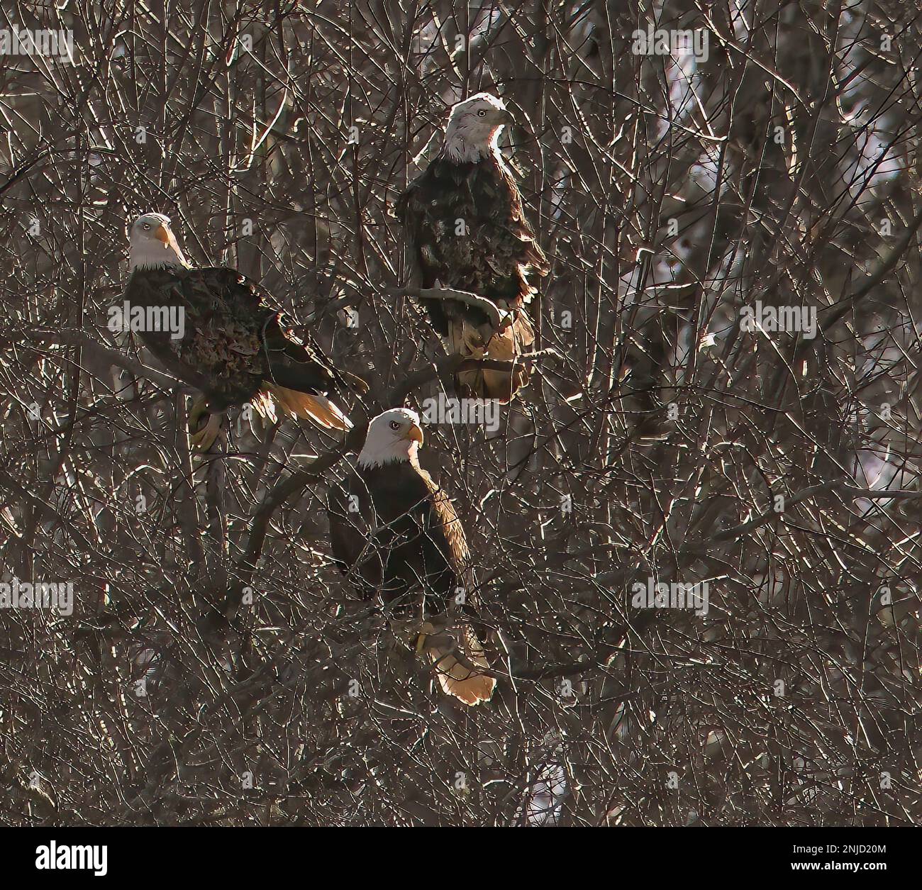 Three Adult Bald Eagles In Trees Stock Photo - Alamy