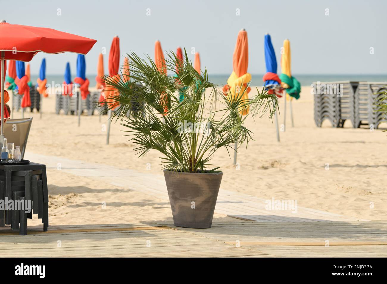 The palm areca and typical colored umbrellas on a beach Stock Photo - Alamy