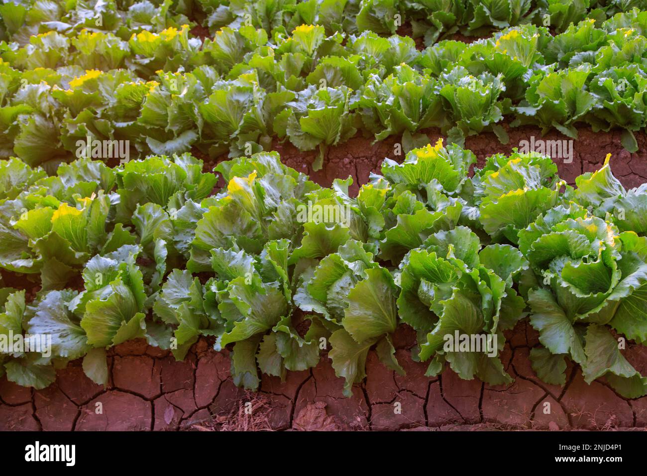 Yuma az agriculture hi-res stock photography and images - Alamy