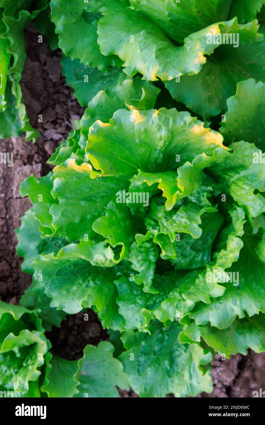 Yuma az agriculture hi-res stock photography and images - Alamy