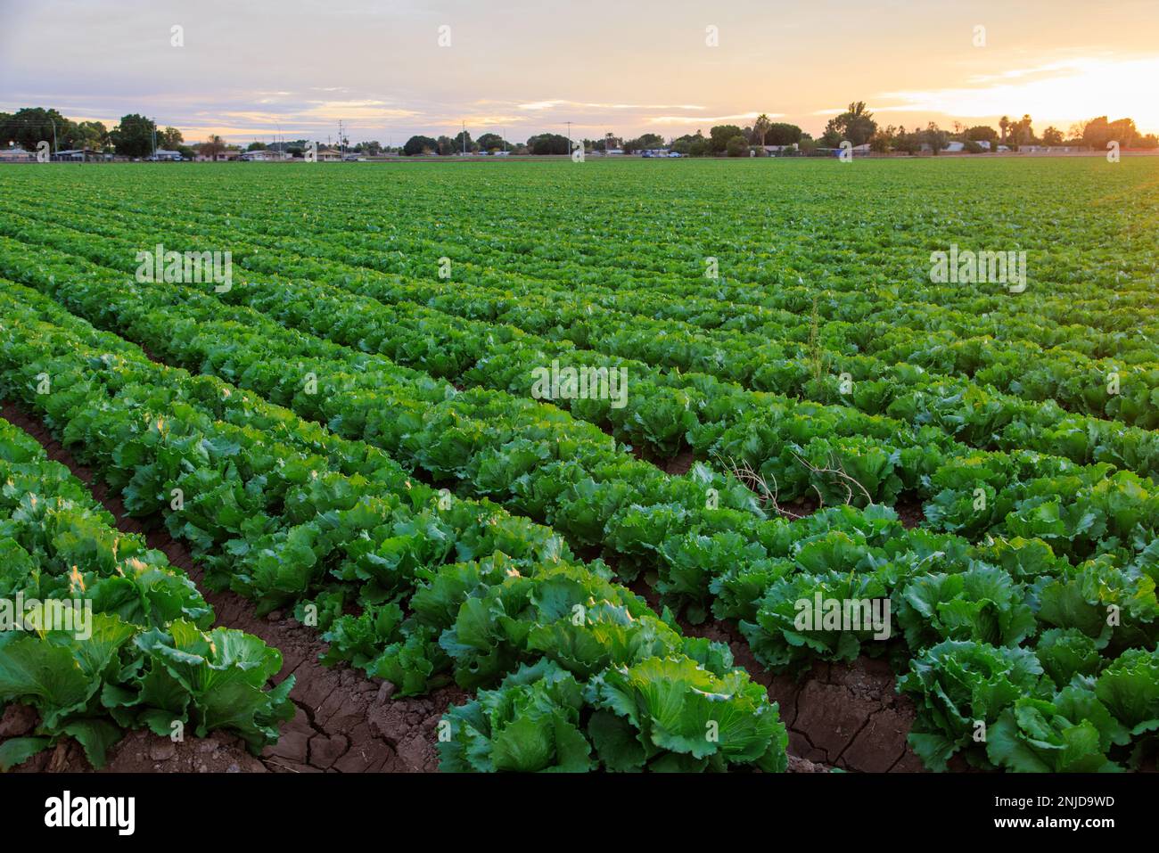 Lettuce field at Sunset in Yuma Az Stock Photo - Alamy
