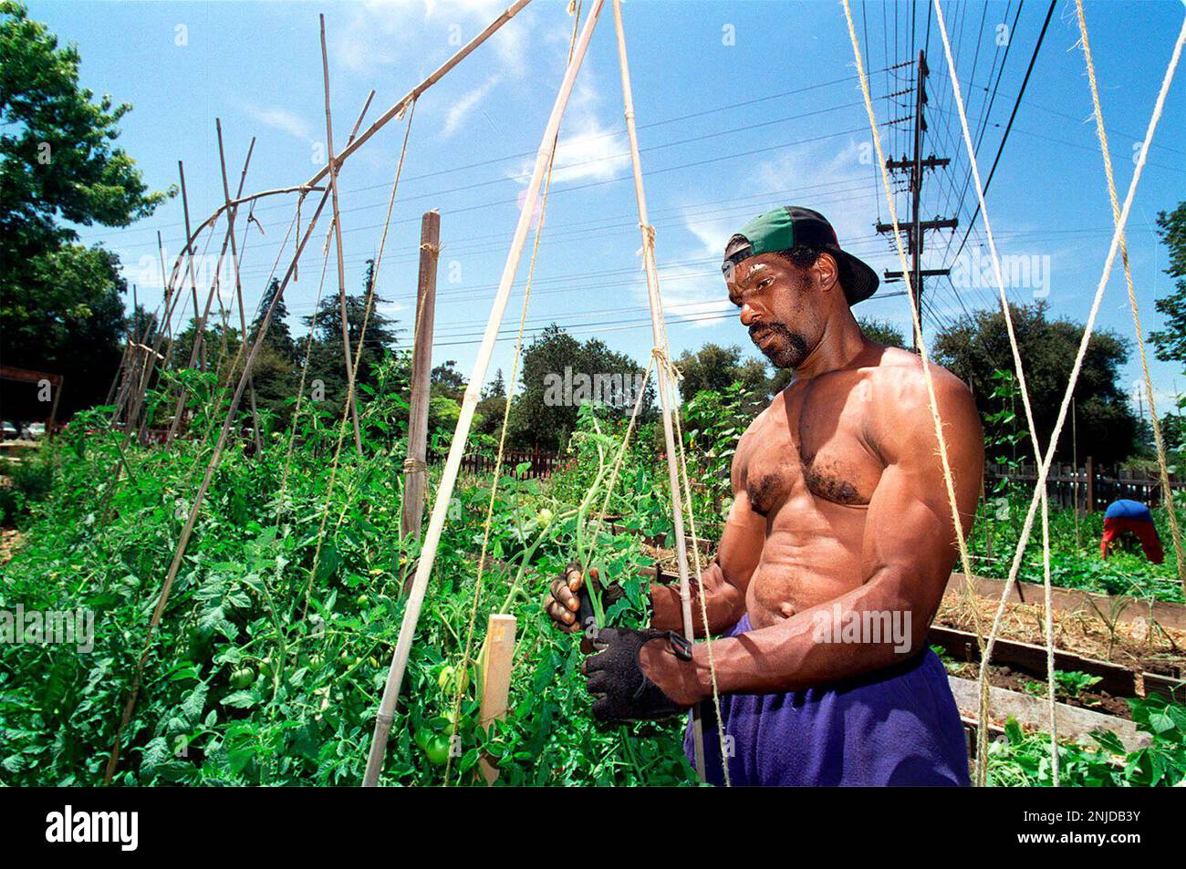HOMELESS 2/C/08JUL97/PZ/LH--David Wormley stringing up tomato plants at ...