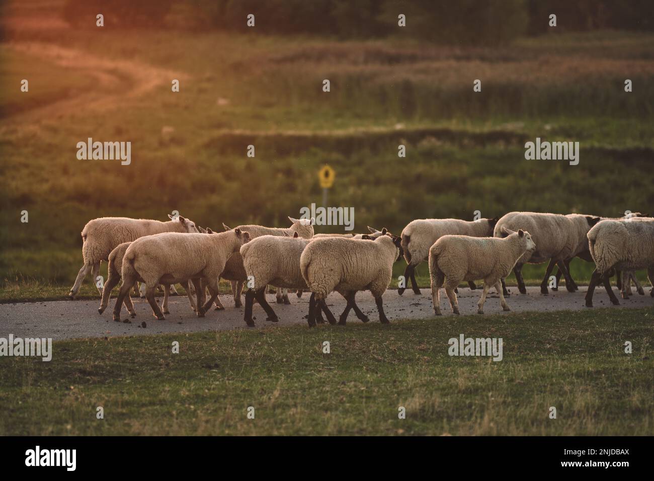 Sheep running over a dike in northern Germany in sunset . High quality ...