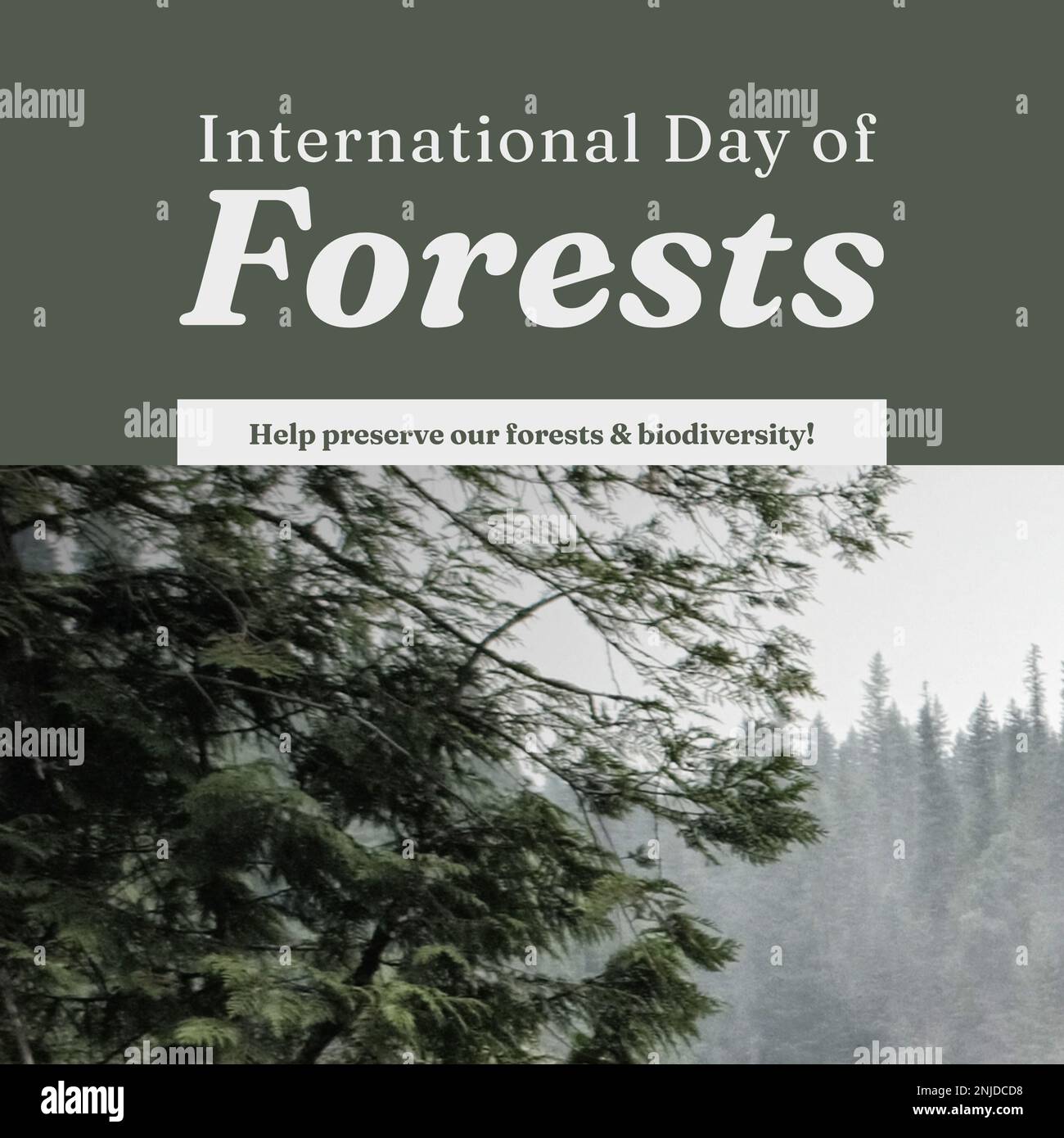 Composition of international day of forests text and trees ...