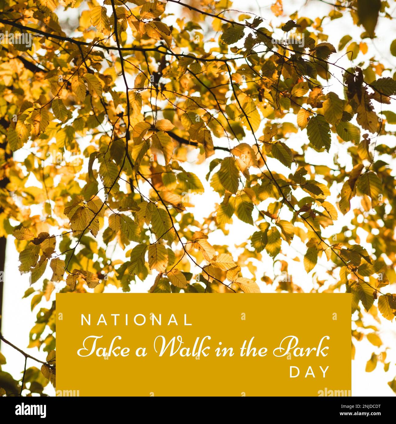 Composition of national take a walk in the park day text over branch ...