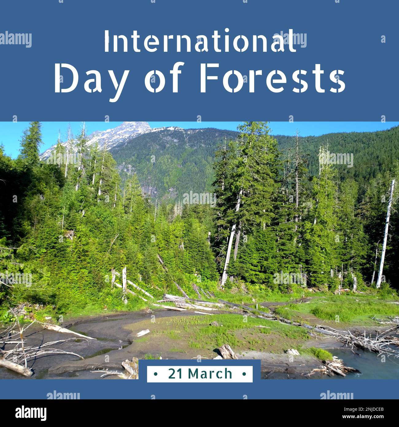 Composition of international day of forests text and trees ...