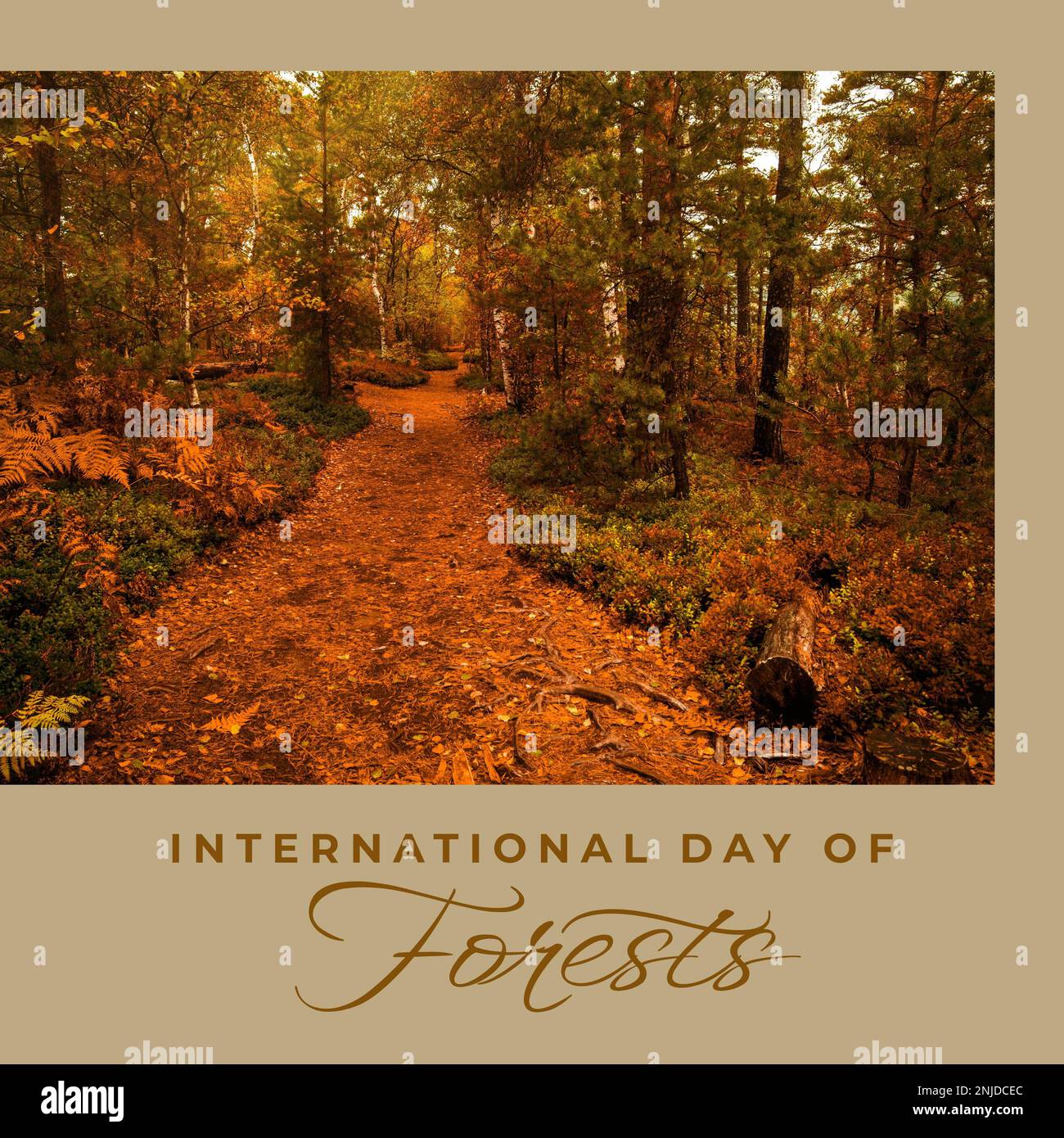Composition of international day of forests text and trees ...