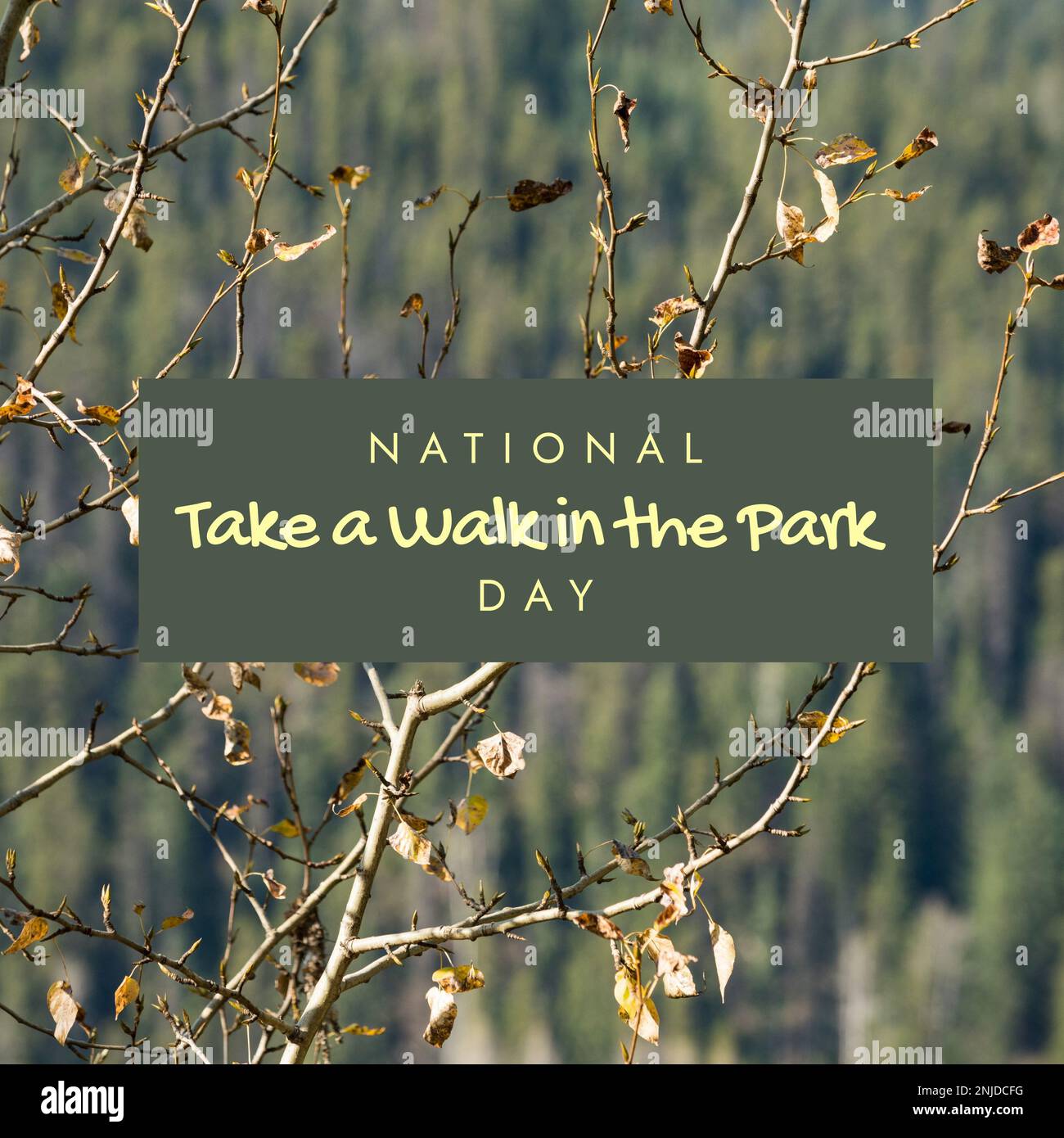Composition of national take a walk in the park day text over branch ...