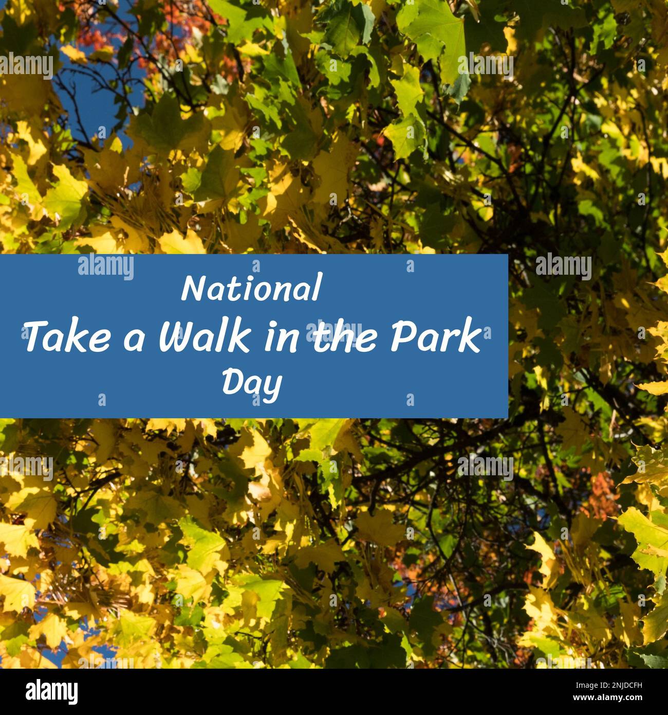 Composition of national take a walk in the park day text over leaves on ...