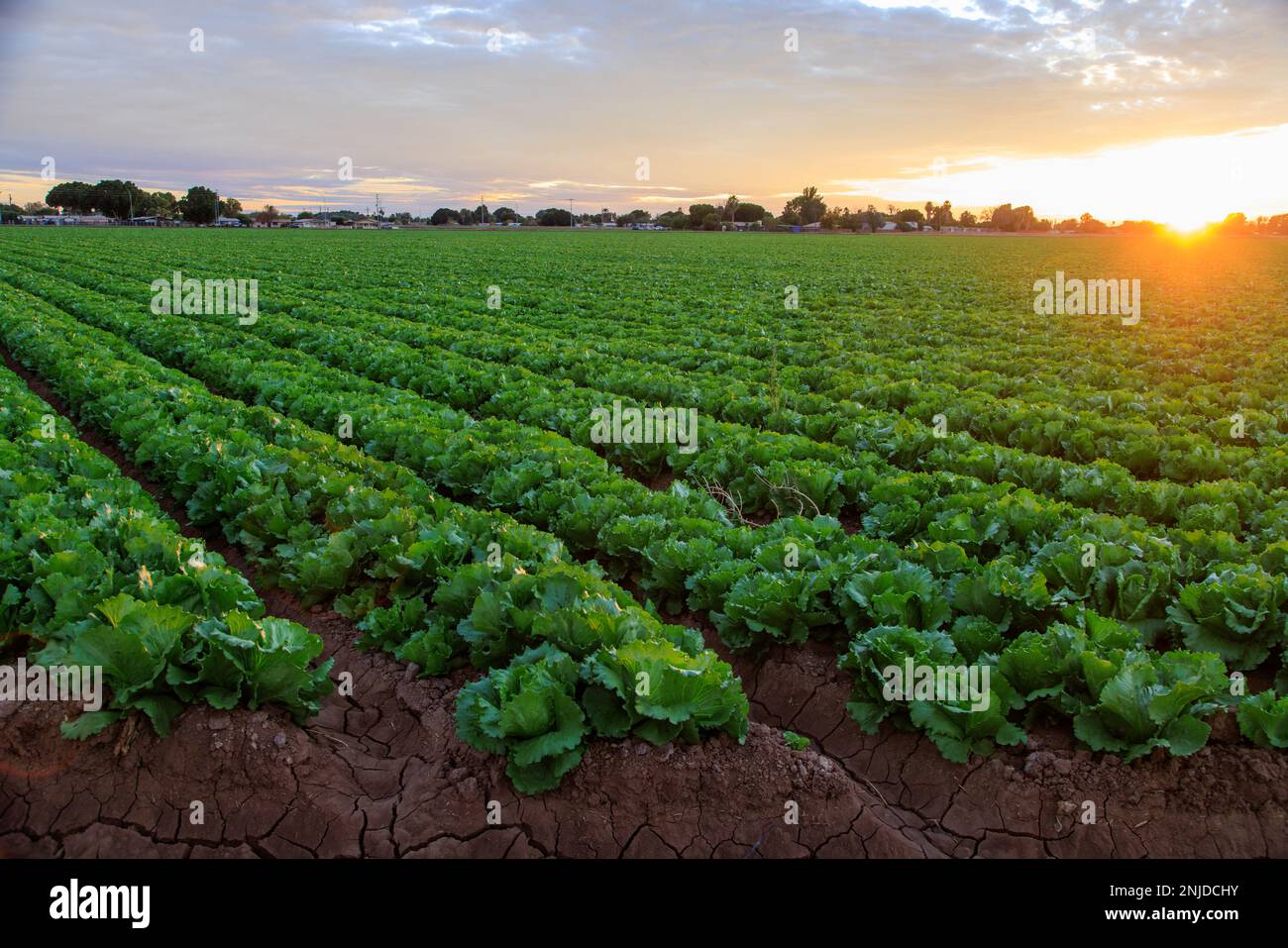 Lettuce field at Sunset in Yuma Az Stock Photo - Alamy
