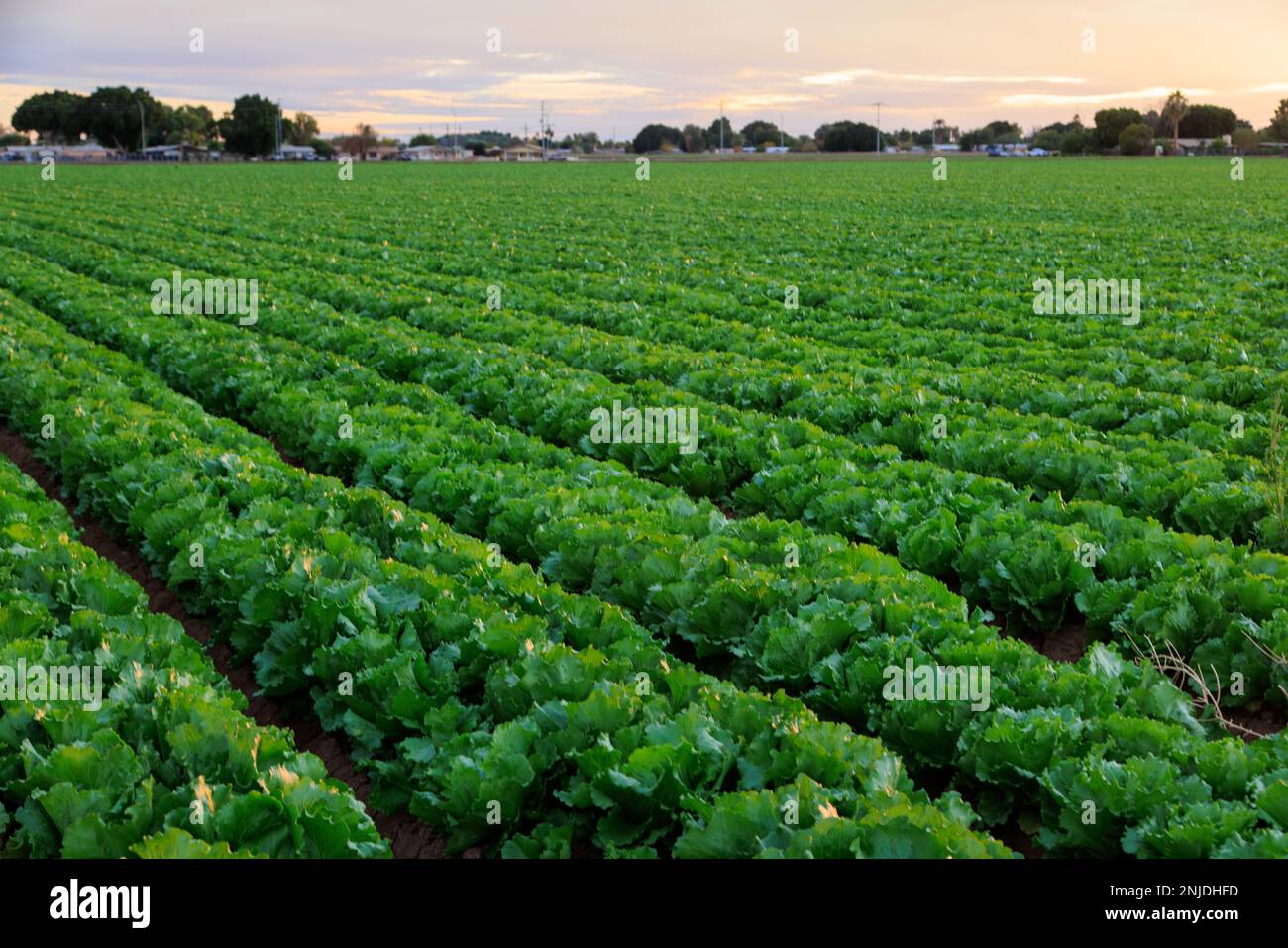 Yuma az agriculture hi-res stock photography and images - Alamy