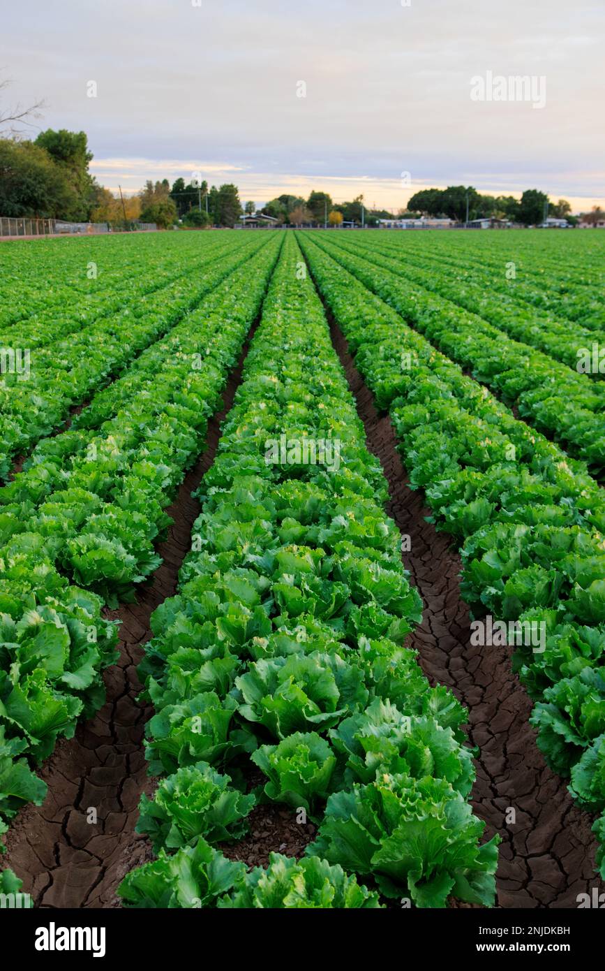 Lettuce field at Sunset in Yuma Az Stock Photo - Alamy
