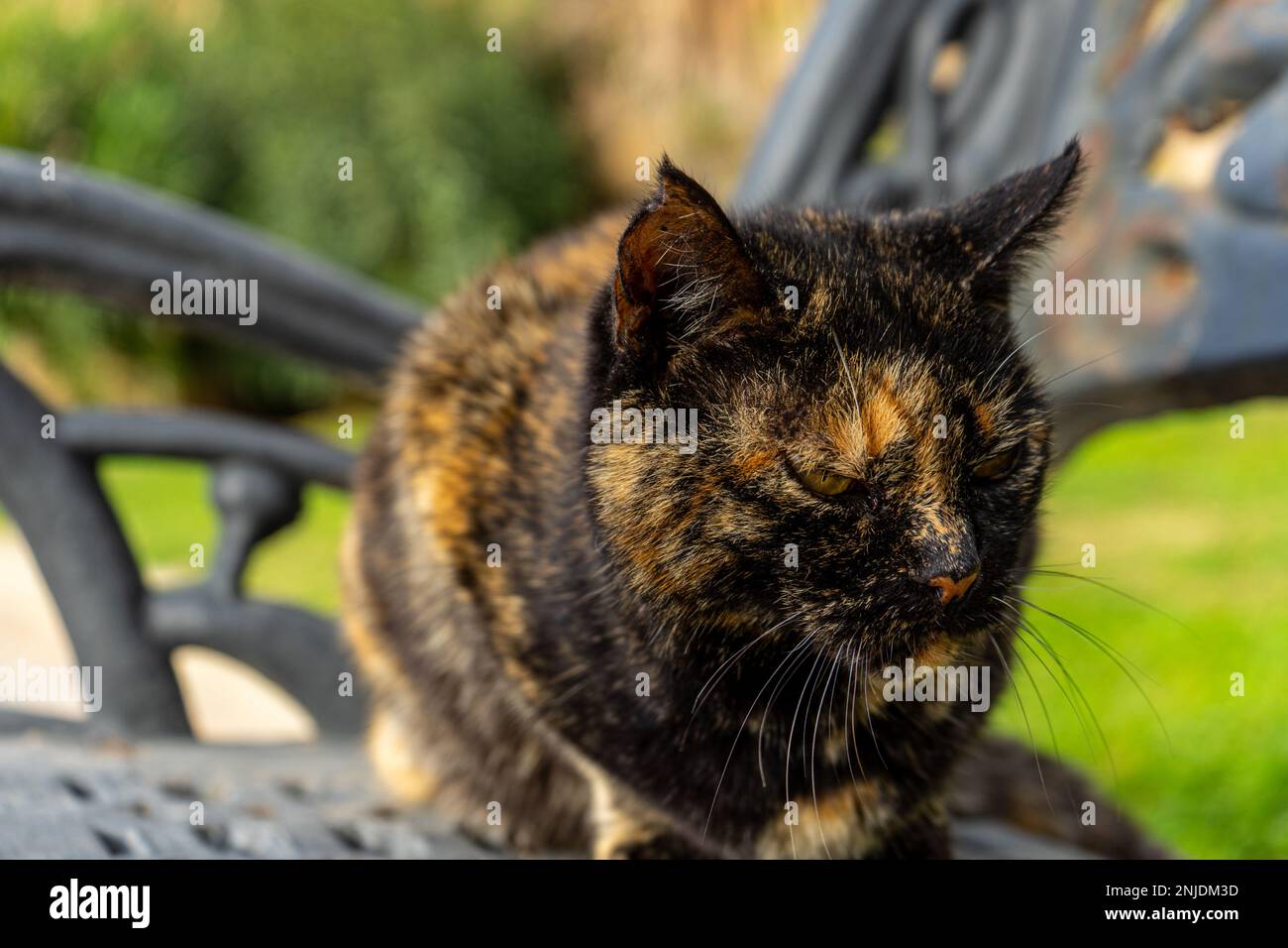 Piebald cat on the fence Stock Photo - Alamy
