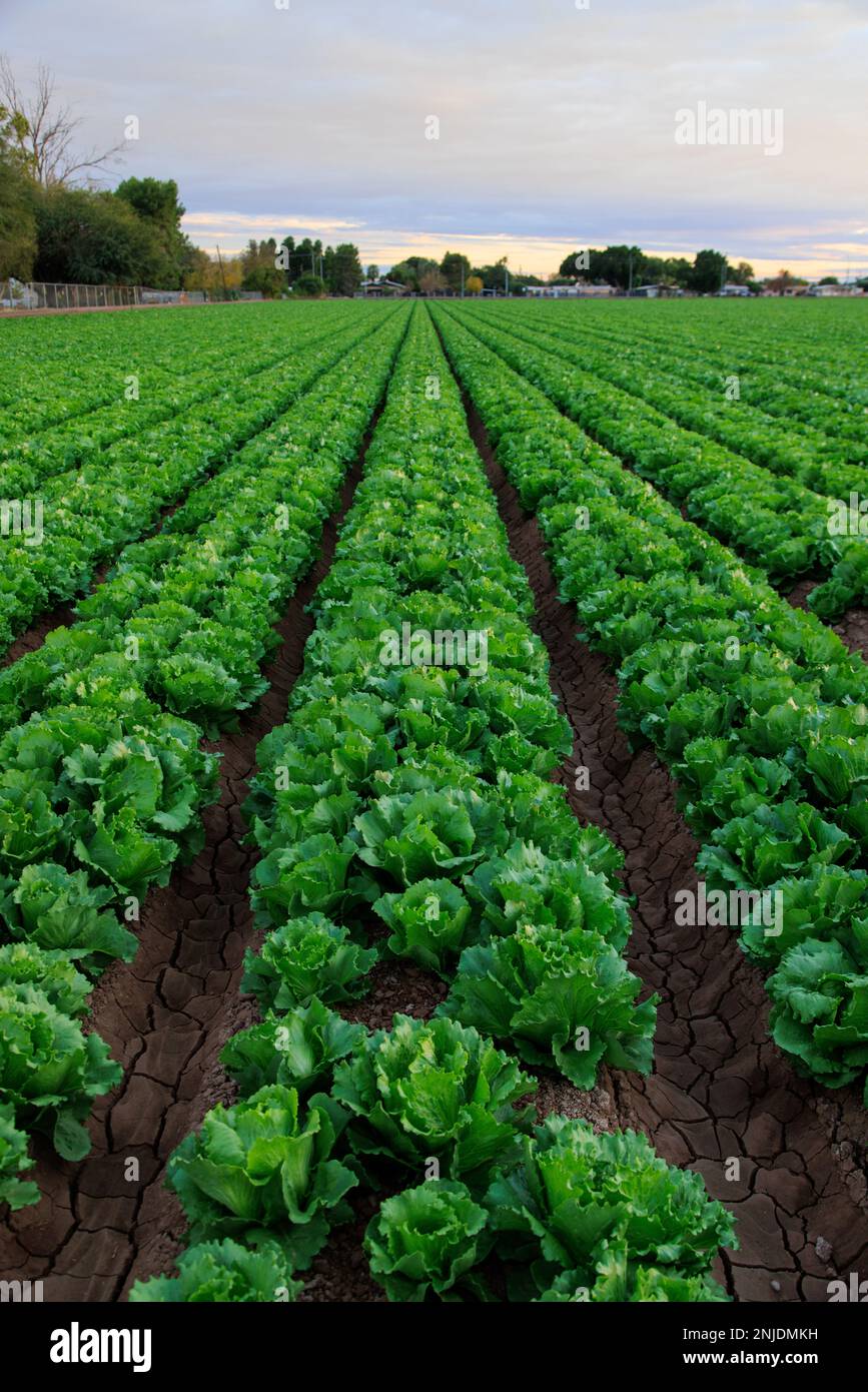 Lettuce field at Sunset in Yuma Az Stock Photo - Alamy