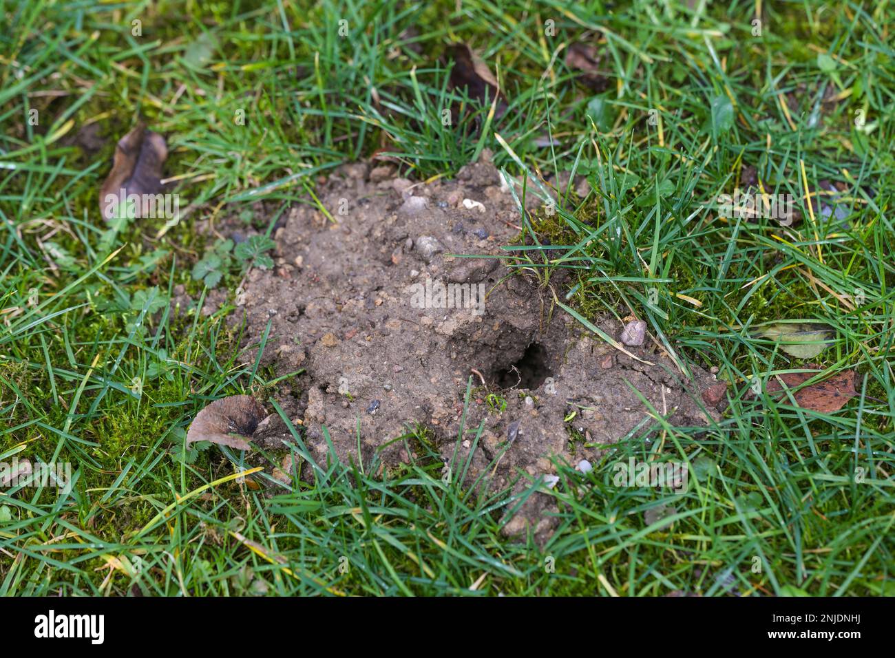 Small heap of earth with a hole in the lawn, passage of vole or mole ...