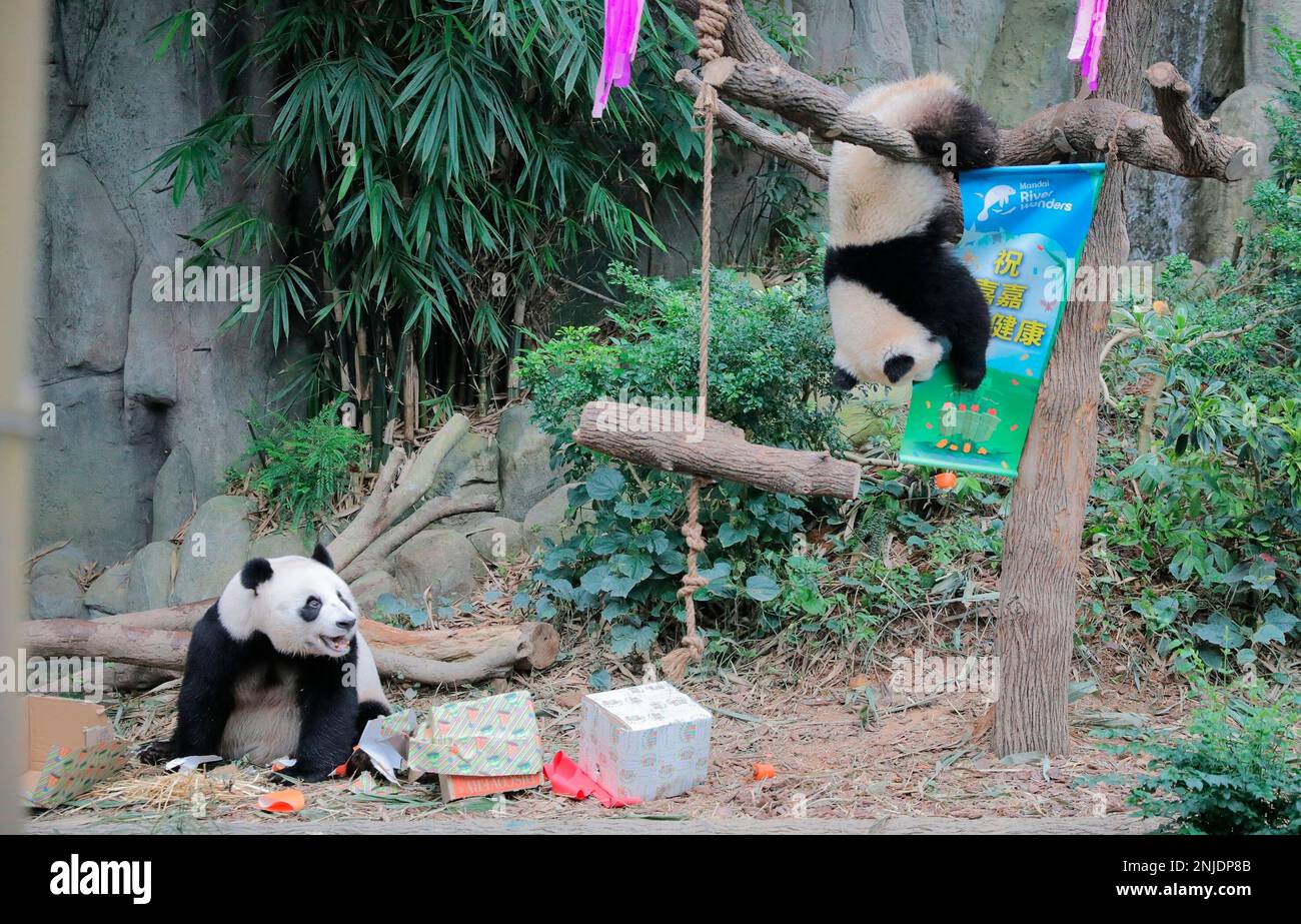 One-year-old Le Le (right) playing with mother Jia Jia's birthday ...