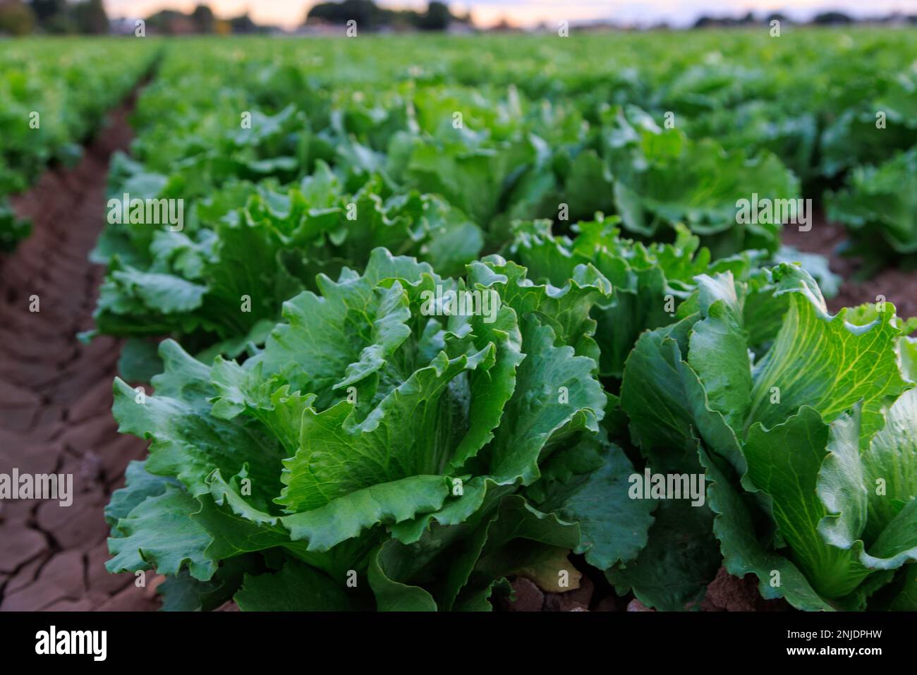 Yuma arizona farm hi-res stock photography and images - Alamy