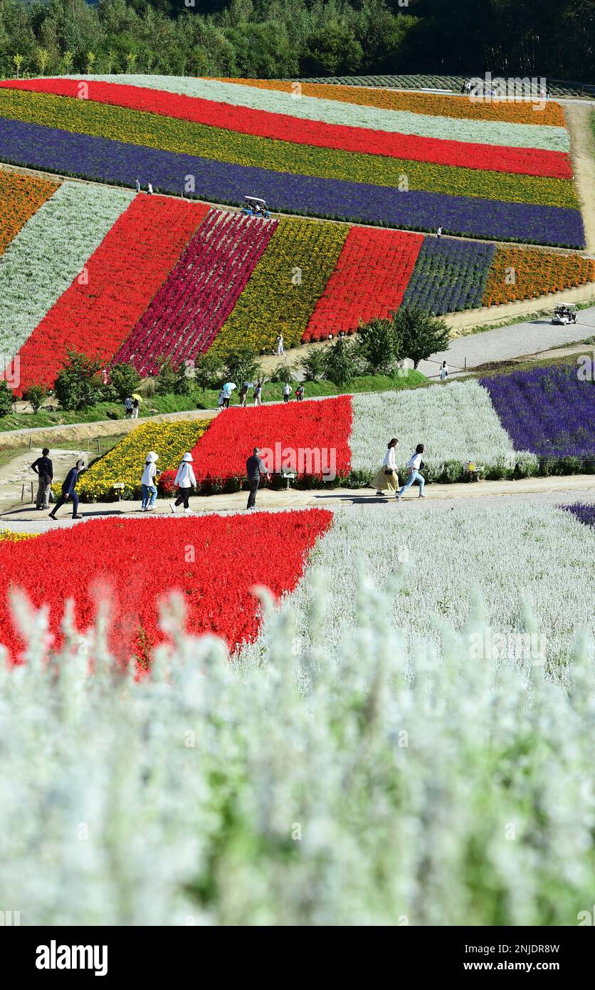 Various kinds of flowers are in full bloom to make spectacular views ...