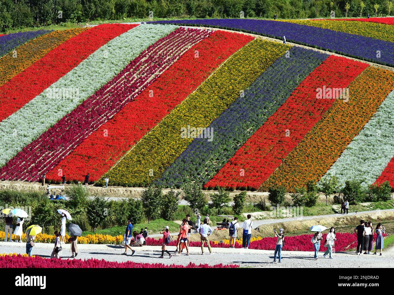Various kinds of flowers are in full bloom to make spectacular views ...