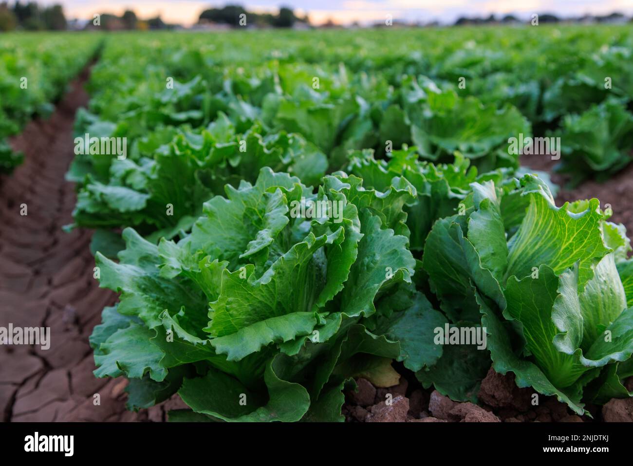 Lettuce crop irrigation hi-res stock photography and images - Alamy