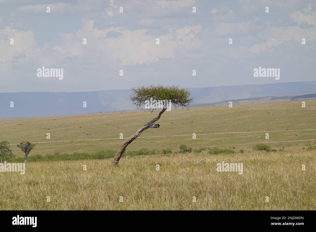 Lonely tree in the savannah in Kenya Stock Photo - Alamy
