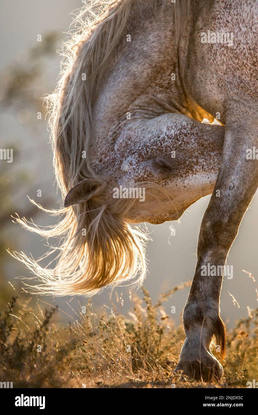These beautiful wild horses live in Italy forever free Stock Photo - Alamy
