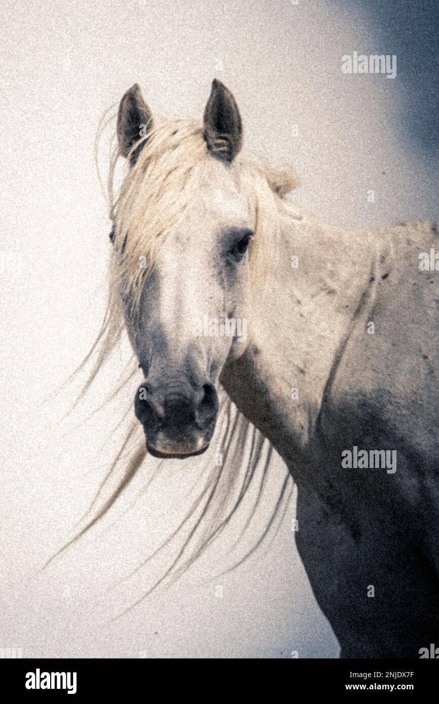 "Broken Leg" the warrior stallion that lives wild in the mountains of ...