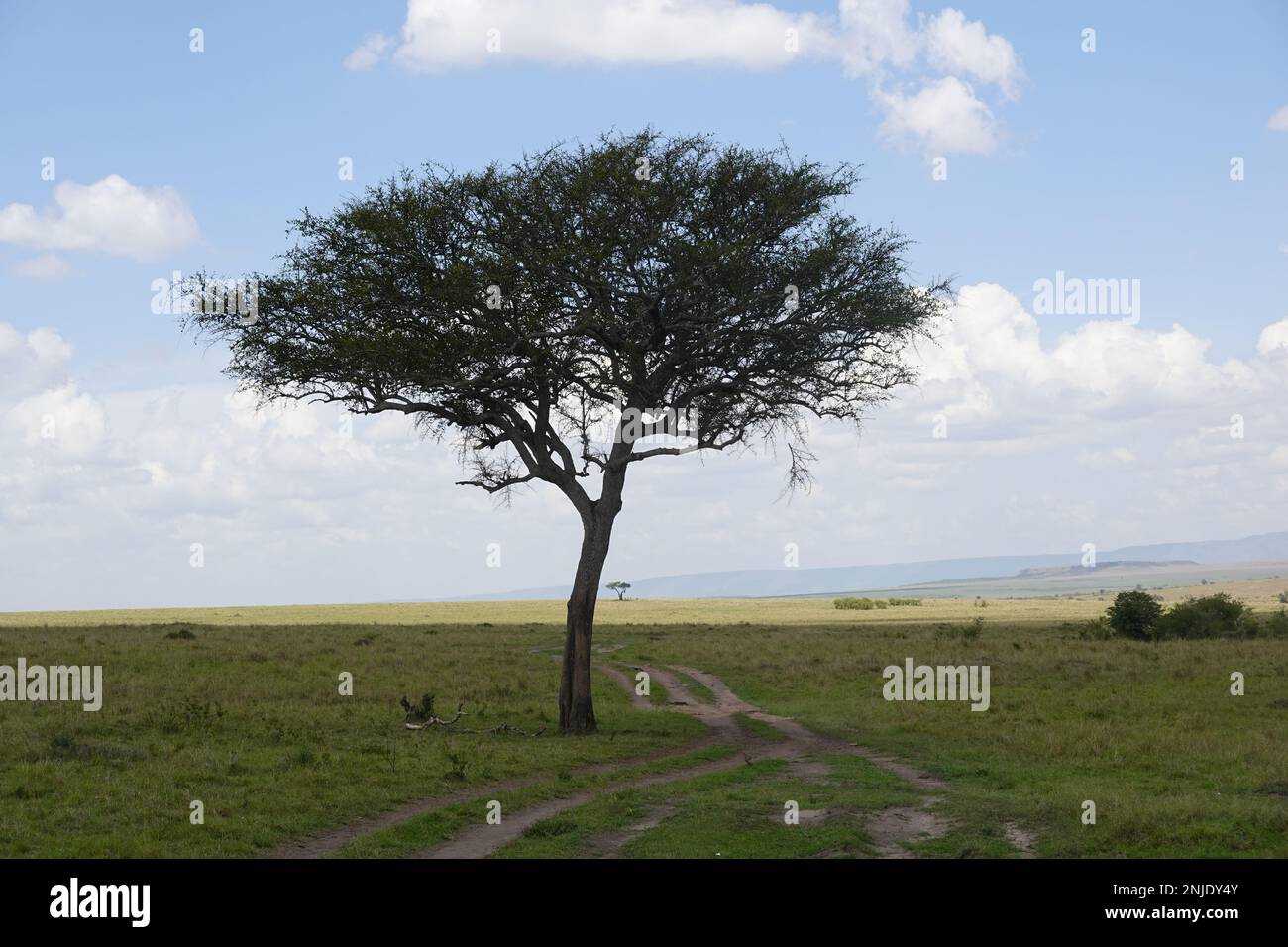 Lonely tree in the savannah in Kenya Stock Photo - Alamy