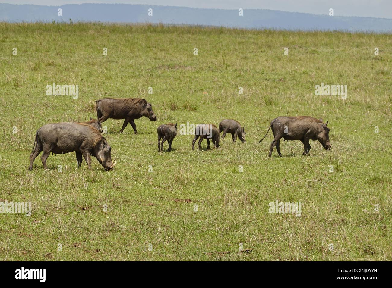 Warthog in the savannah in Kenya Stock Photo - Alamy