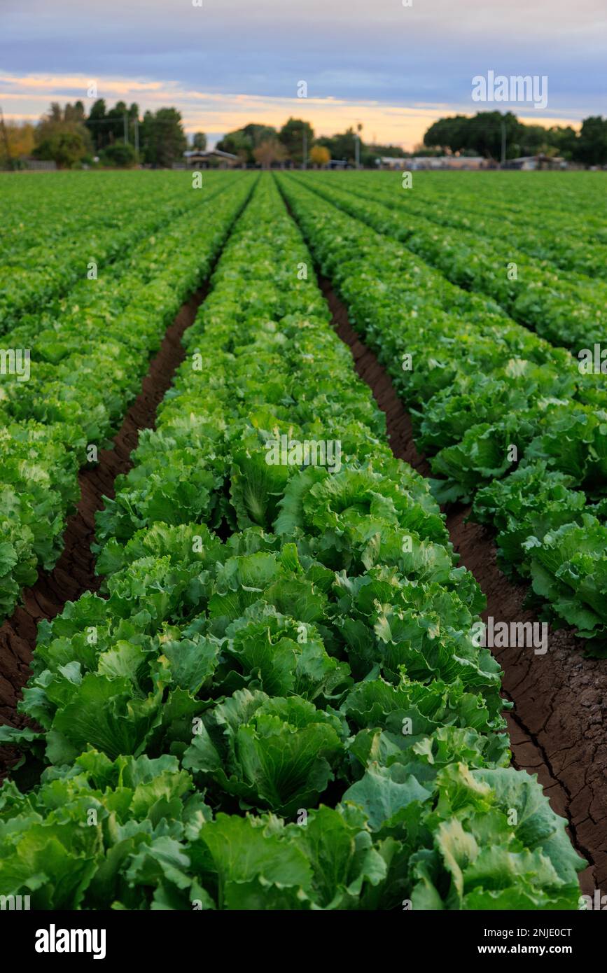 Yuma az agriculture hi-res stock photography and images - Alamy