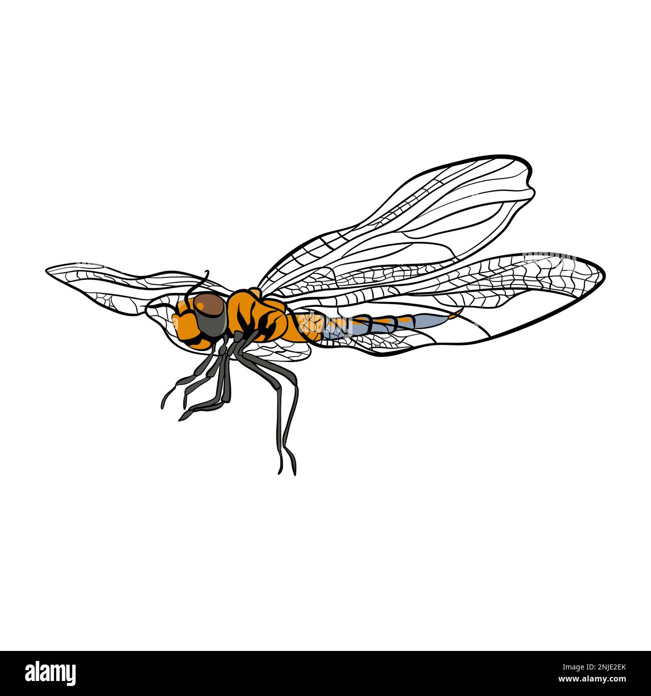 Vector dragonfly insect in doodle technique Stock Vector Image & Art ...