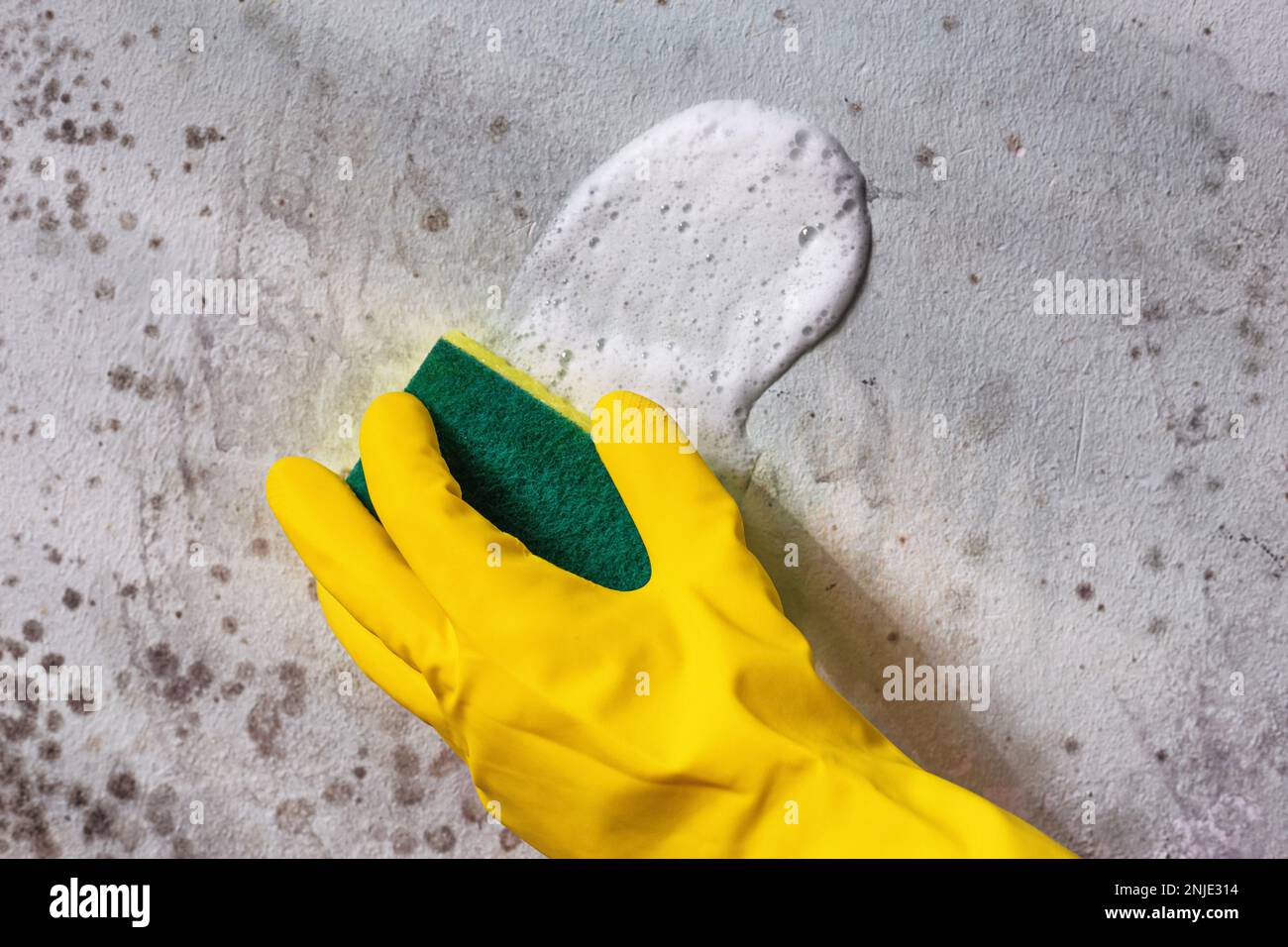 Cleaning the wall from spots of toxic mold and fungus bacteria. Concept ...