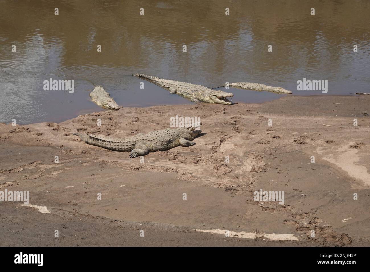 Crocodile in the savannah in Kenya Stock Photo - Alamy