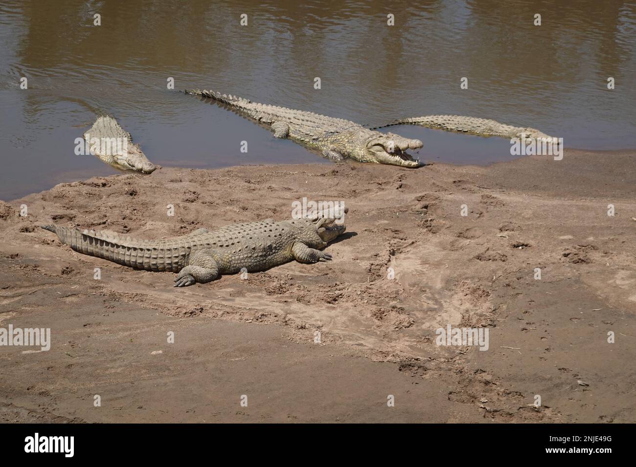 Crocodile in the savannah in Kenya Stock Photo - Alamy