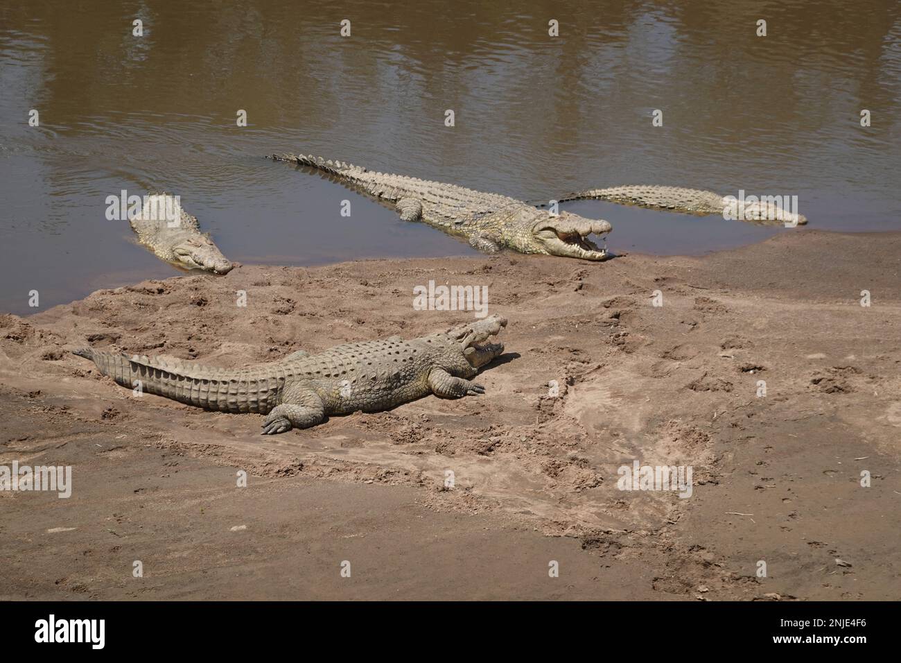 Crocodile in the savannah in Kenya Stock Photo - Alamy
