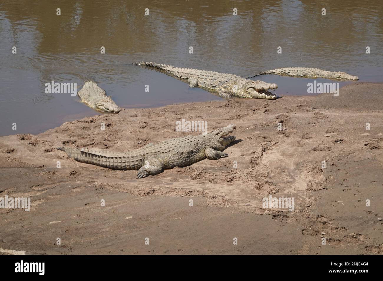 Crocodile in the savannah in Kenya Stock Photo - Alamy