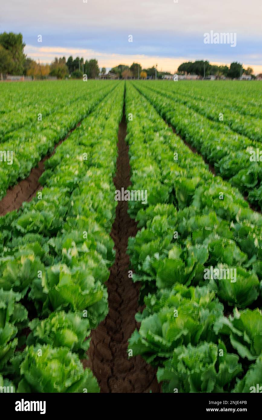 Yuma az agriculture hi-res stock photography and images - Alamy