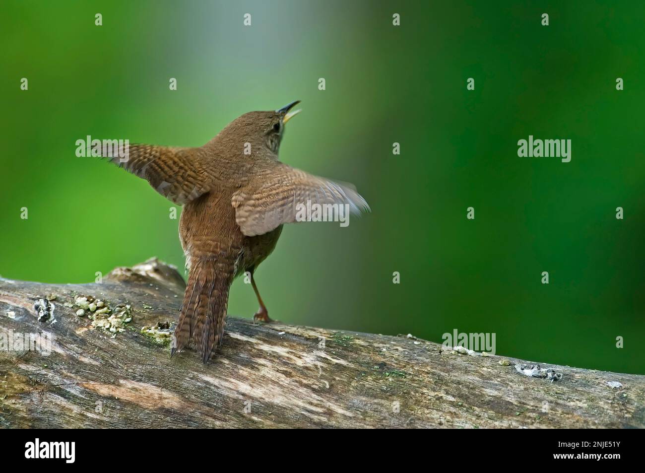 House wren display Stock Photo - Alamy