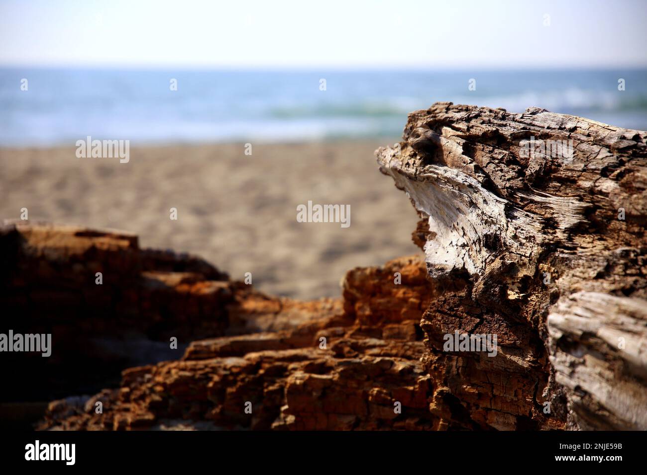 Worn old trunk with the sea and the beach in the background, Fregene ...
