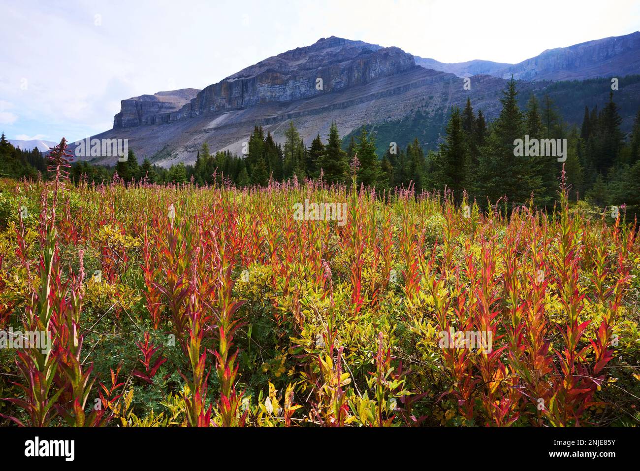 Wildflowers near Hidden Lake in Banff National Park where researchers ...