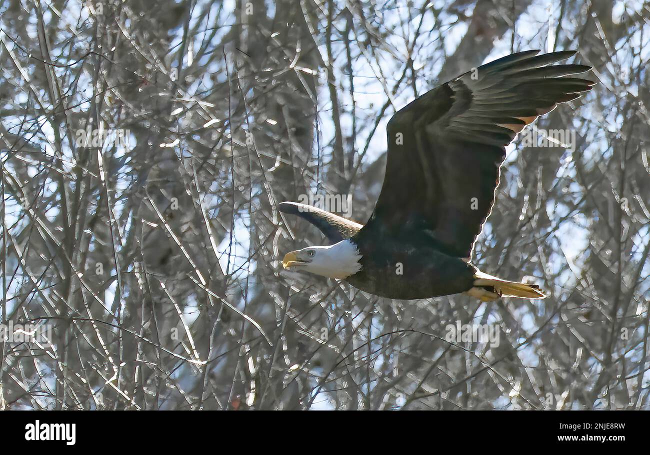Adult Bald Eagle Flying Past Trees Stock Photo - Alamy