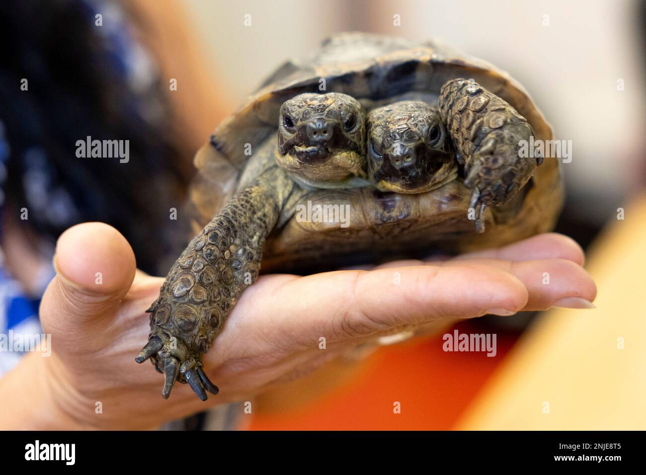 Janus, a two-headed Greek turtle, is carrie by her caretaker Angelica ...