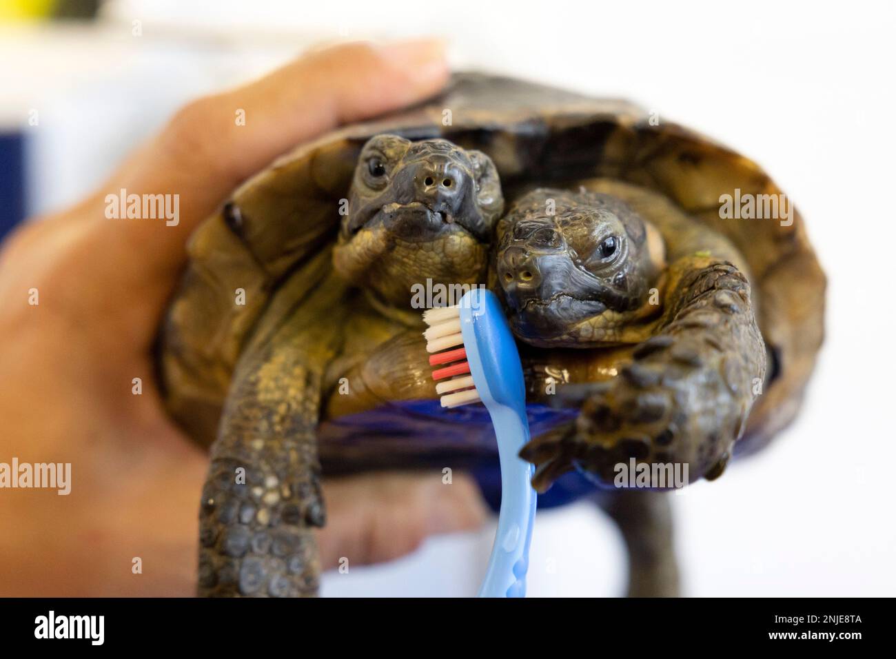 Janus, a two-headed Greek turtle, is being washed with a toothbrush by ...