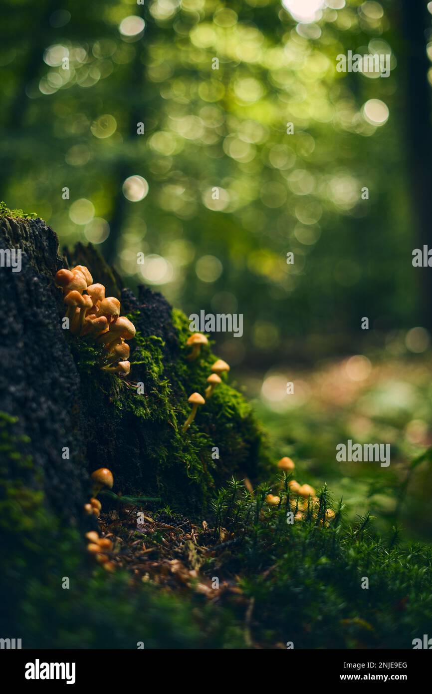 Roots covering rock hi-res stock photography and images - Alamy