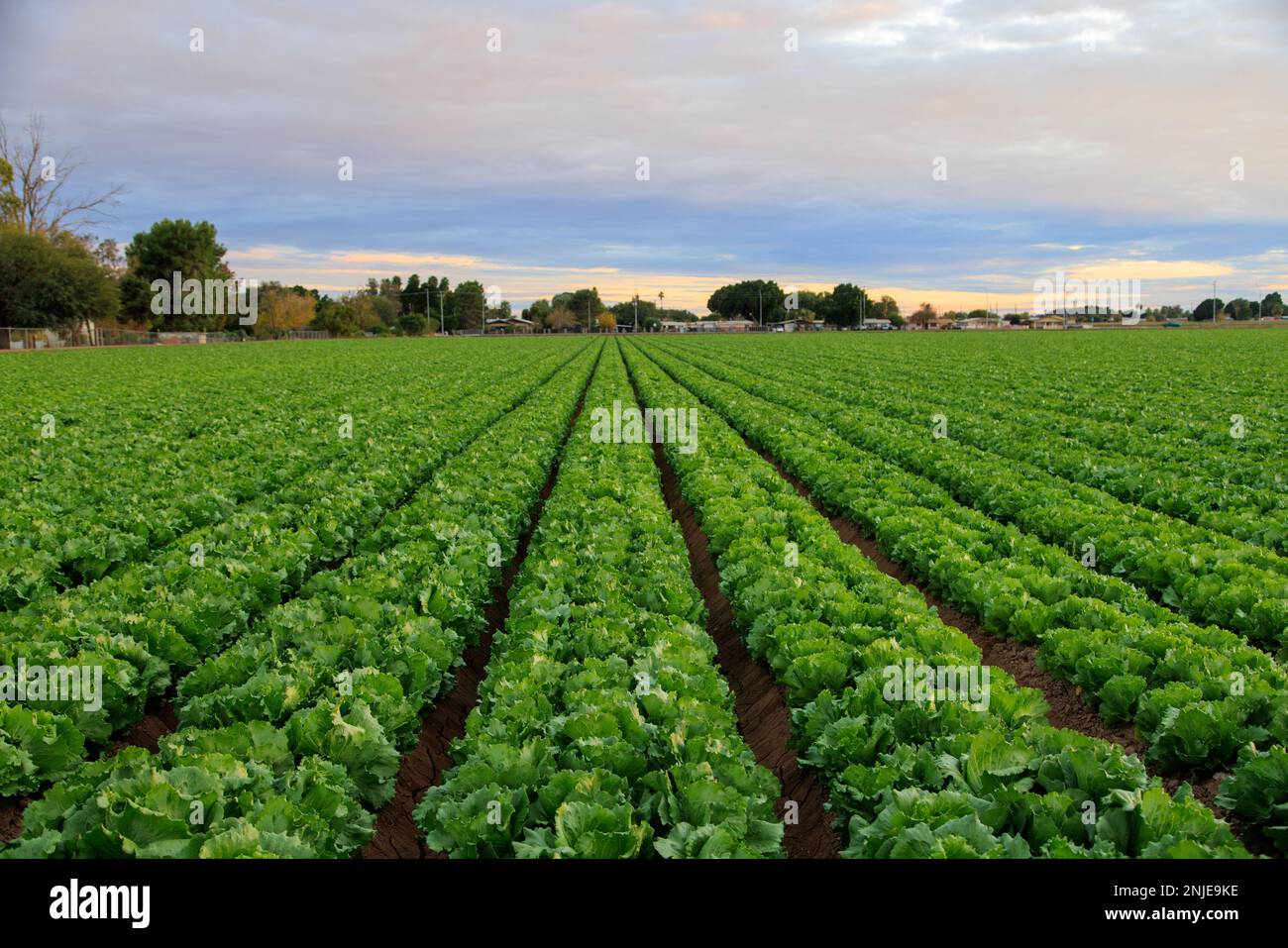 Lettuce field at Sunset in Yuma Az Stock Photo - Alamy