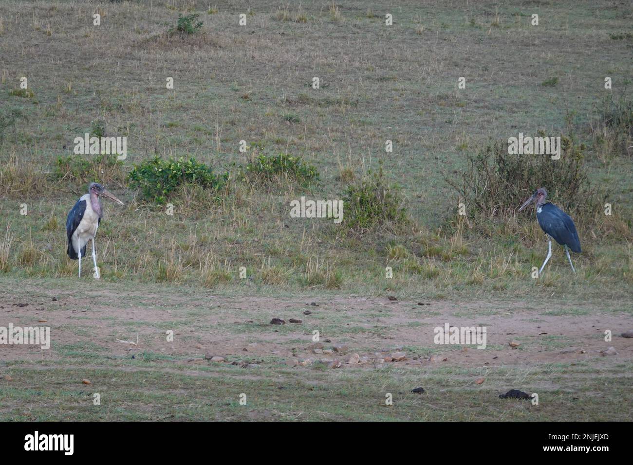 Stork in the savannah in Kenya Stock Photo - Alamy