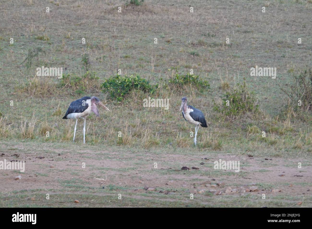 Stork in the savannah in Kenya Stock Photo - Alamy
