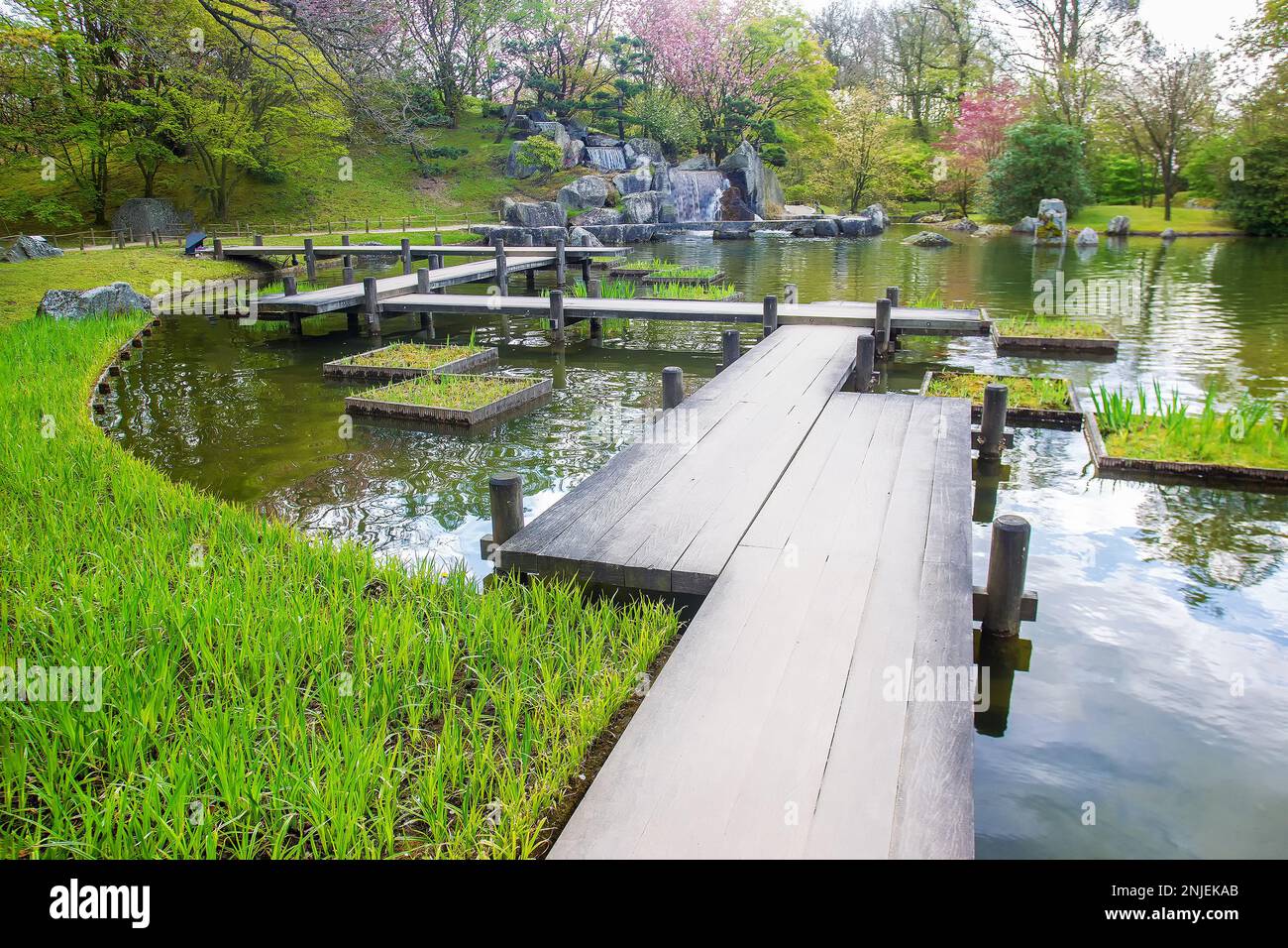 Zigzag wooden bridge in Hassel Japanese garden. Waterfaall in distance ...