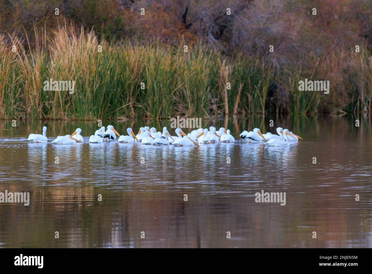 Pelicans in the Gila River at Gillespie Dam Stock Photo - Alamy